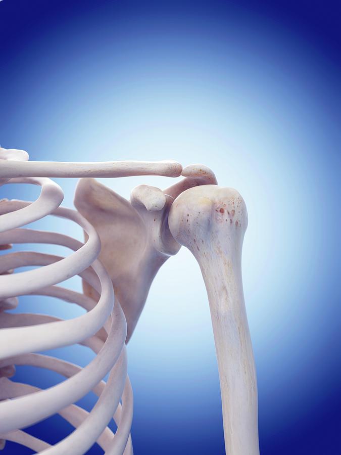 Shoulder Bones #4 by 3Dmedisphere / Science Photo Library