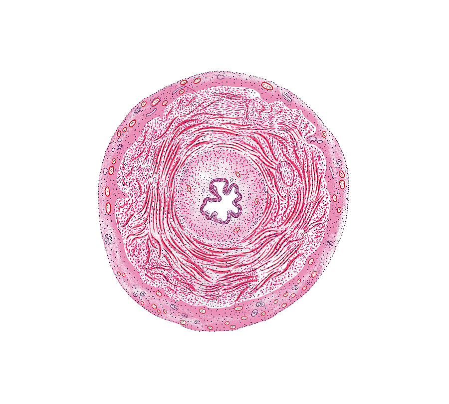 Male Genital System #45 by Asklepios Medical Atlas / Science Photo Library