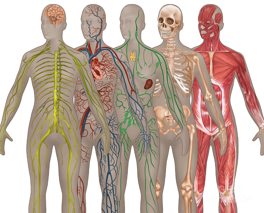 5 Body Systems In Female Anatomy By Gwen Shockey 9508
