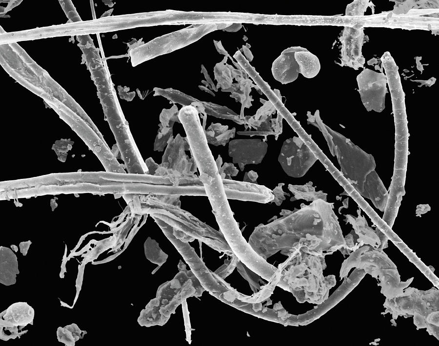 House Dust #5 by Dennis Kunkel Microscopy / Science Photo Library
