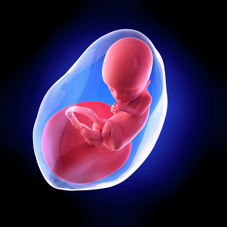 Human Fetus Age 13 Weeks #5 by 3Dmedisphere / Science Photo Library