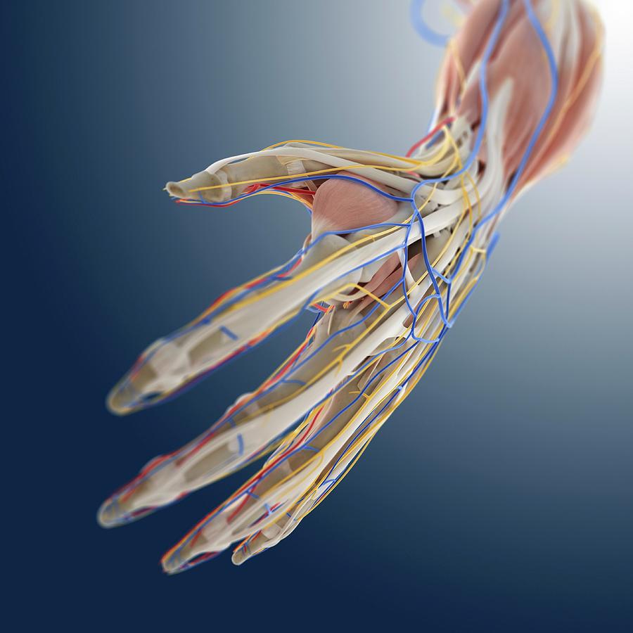 Hand Anatomy #7 by Springer Medizin / Science Photo Library