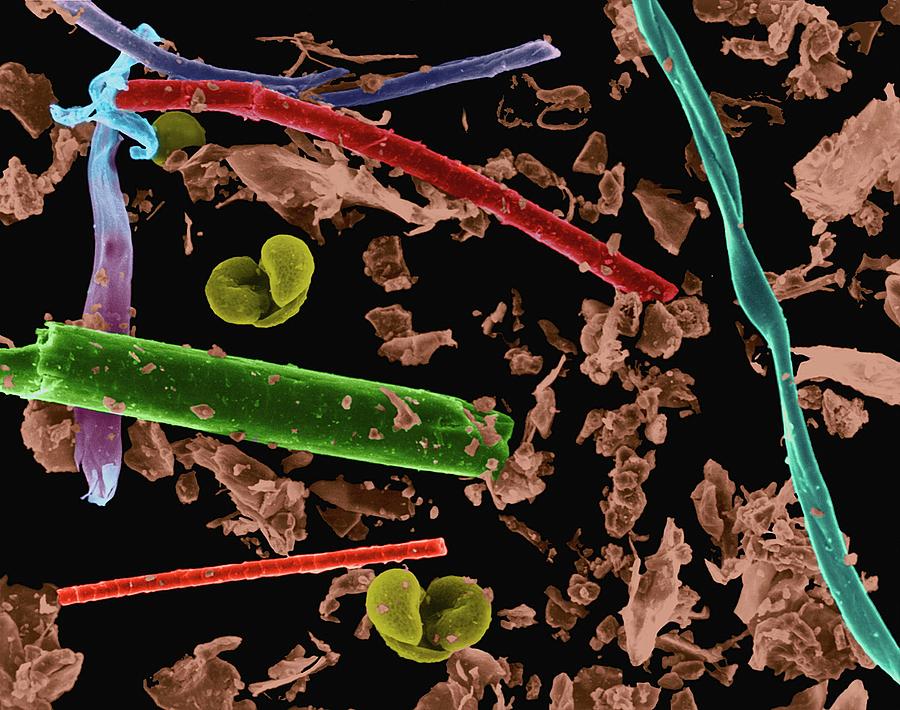 House Dust #7 by Dennis Kunkel Microscopy / Science Photo Library