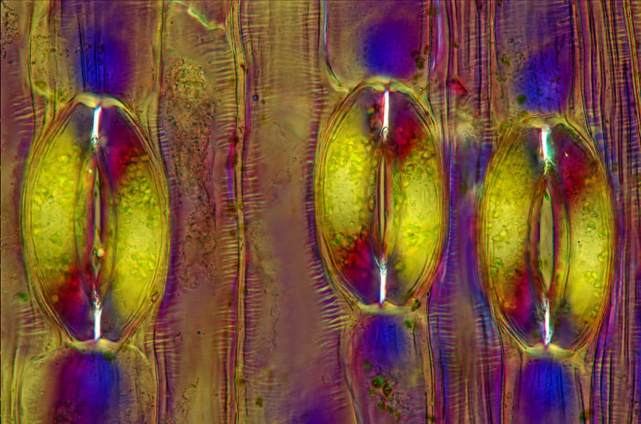 Lily Epidermis With Stomata, Lm #7 by Marek Mis