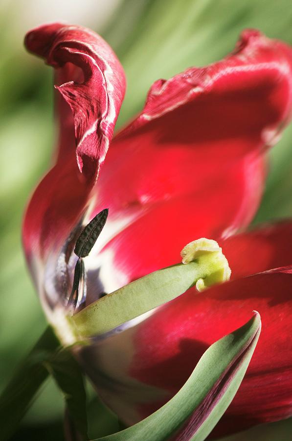 Tulip (tulipa Sp.) #7 by Maria Mosolova / Science Photo Library