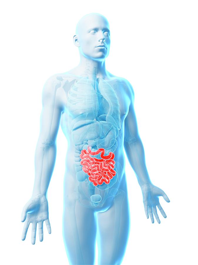 Male Intestine #9 by 3Dmedisphere / Science Photo Library