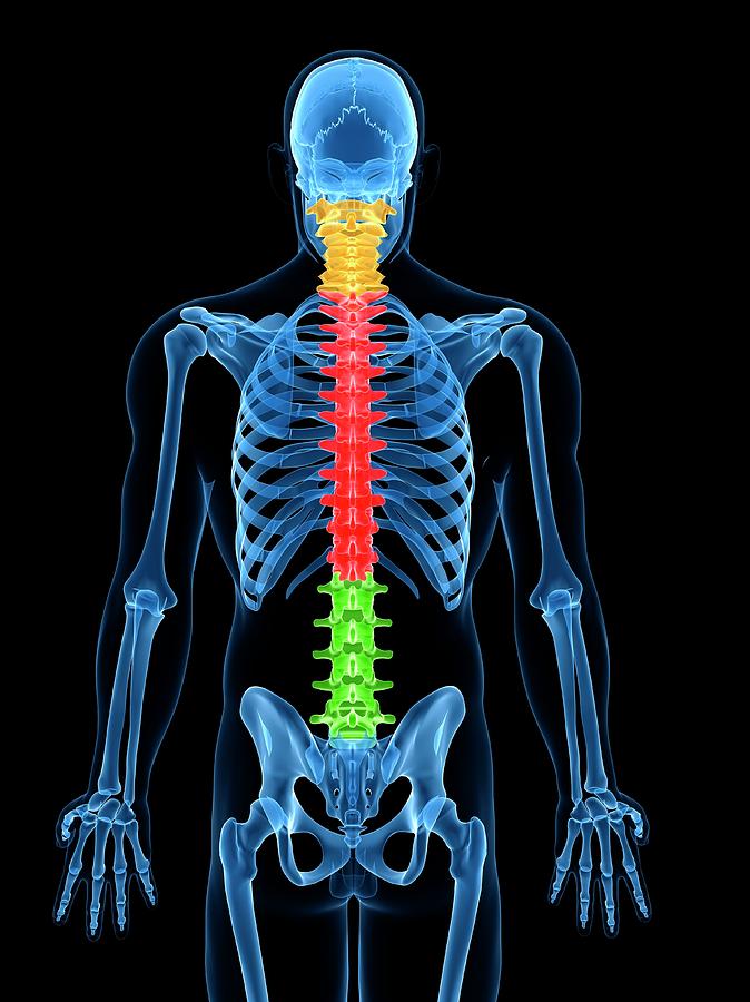 Spine #9 by 3Dmedisphere / Science Photo Library