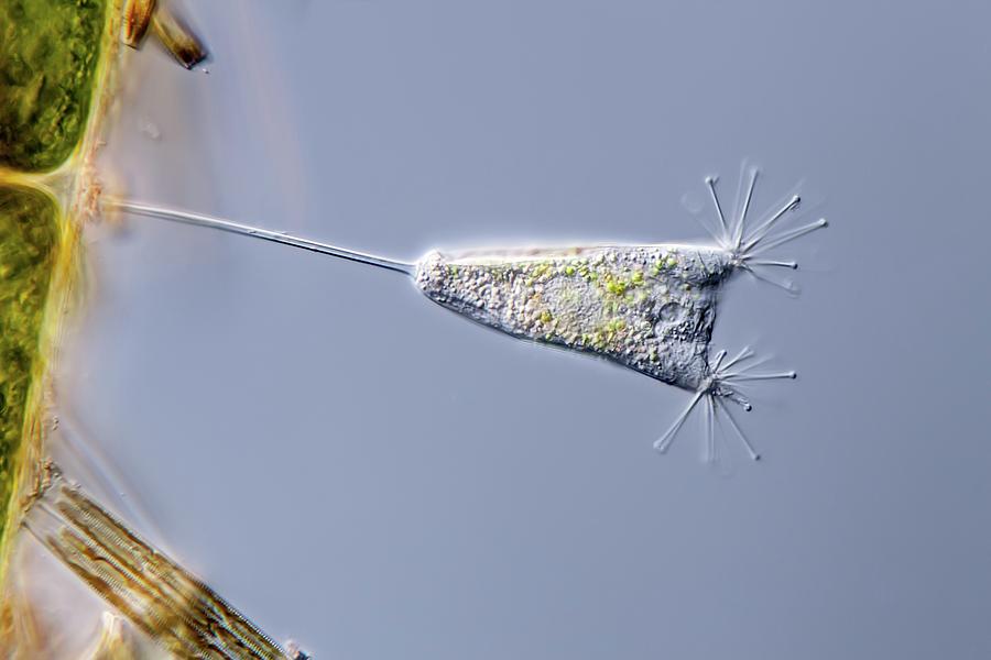 Acineta Suctorian Ciliate by Gerd Guenther / Science Photo Library