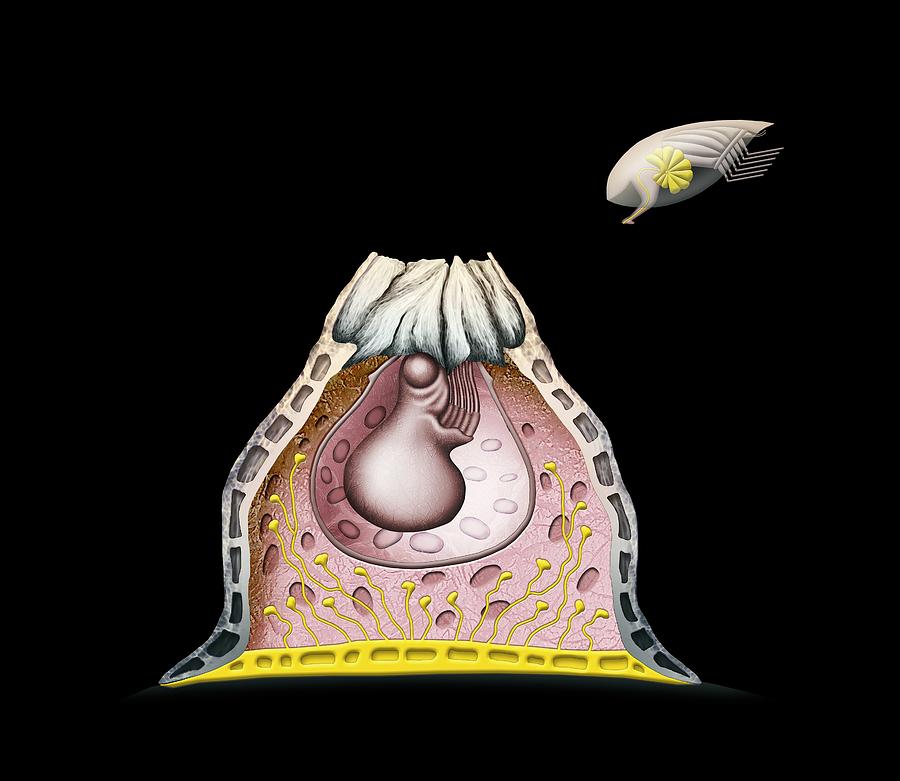 Acorn Barnacle Anatomy by Mikkel Juul Jensen / Science Photo Library