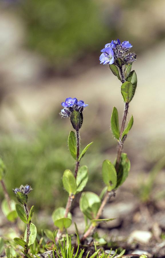 Alpine Speedwell (veronica Alpina) In Flower by Bob Gibbons / Science ...