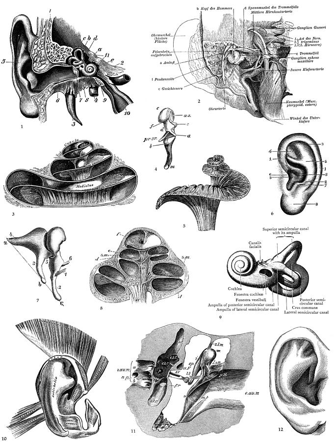 Anatomy: Human Ear by Granger