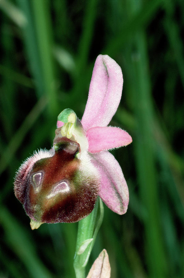 Argolis Orchid Flower by Paul Harcourt Davies / Science Photo Library