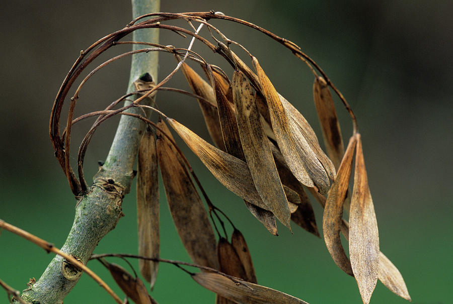Ash Tree Seed Pods