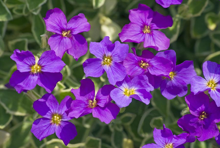 Aubrieta 'Dr Mule's Variegated' by Ann Pickford / Science Photo Library