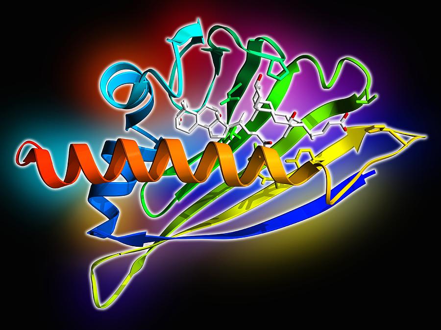 Birch pollen allergen molecule by Laguna Design / Science Photo Library