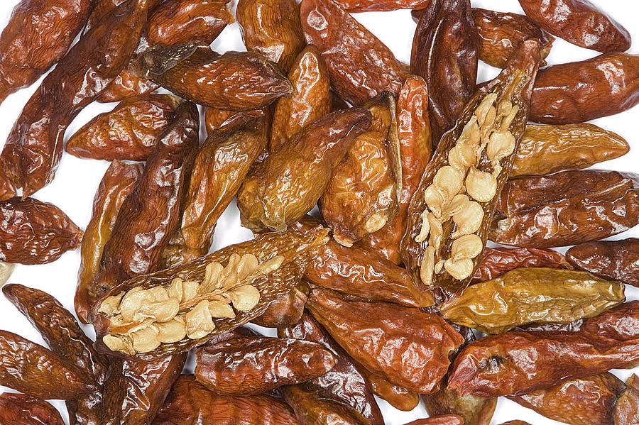 Bird's Eye Chilli Peppers by Power And Syred / Science Photo Library