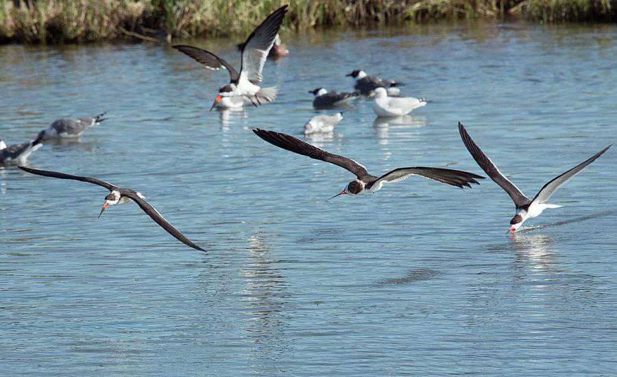 Black Skimmers Feeding In Flight by Bob Gibbons / Science Photo Library