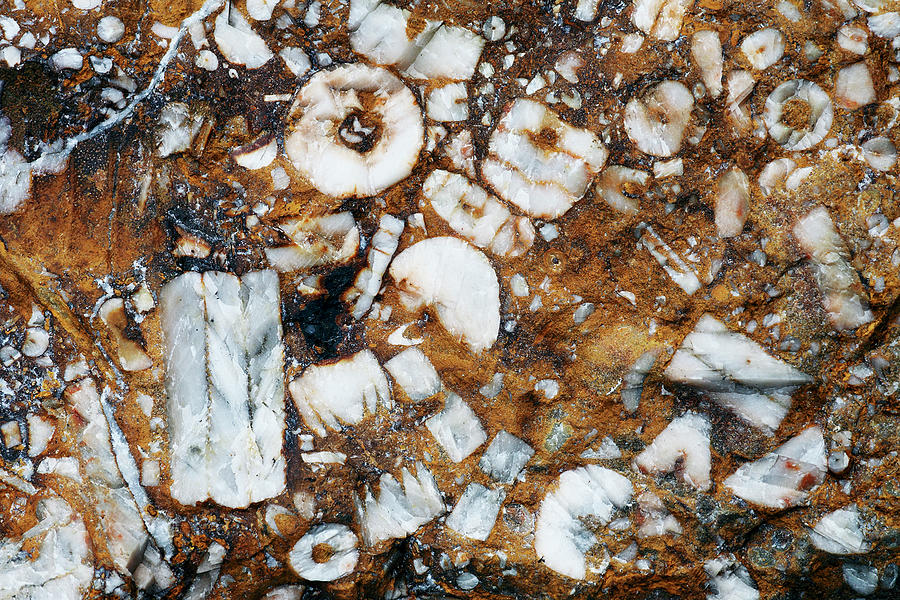 Blastoid Fossils by Michael Clutson / Science Photo Library