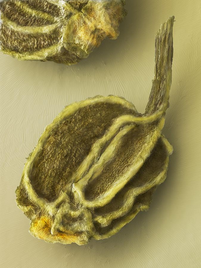 Celery Fruit, Sem by Power And Syred / Science Photo Library
