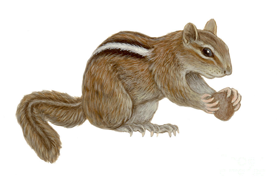 Chipmunk by Carlyn Iverson