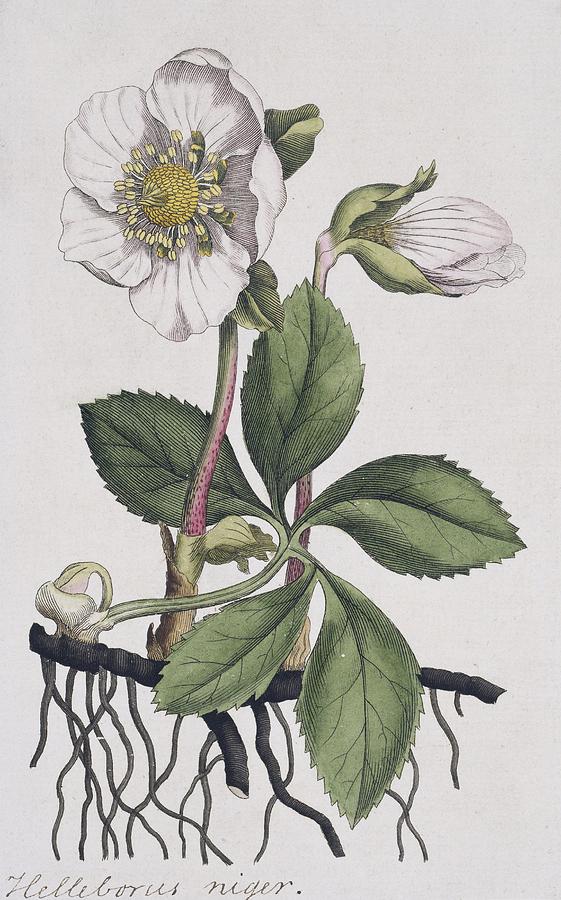 Christmas rose, historical artwork by "Natural History Museum, London ...