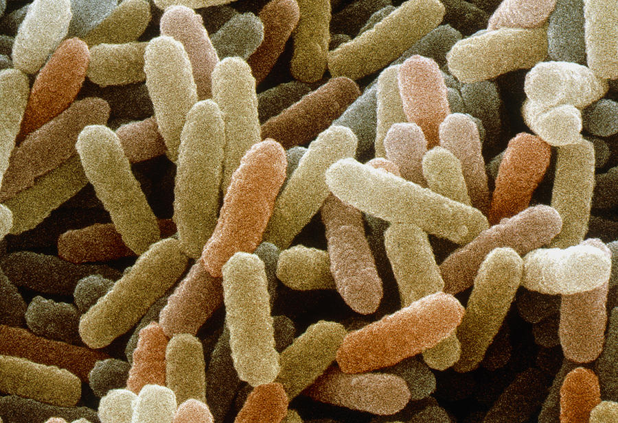 Coloured Sem Of Bacillus Sp. Bacteria by Power And Syred / Science ...