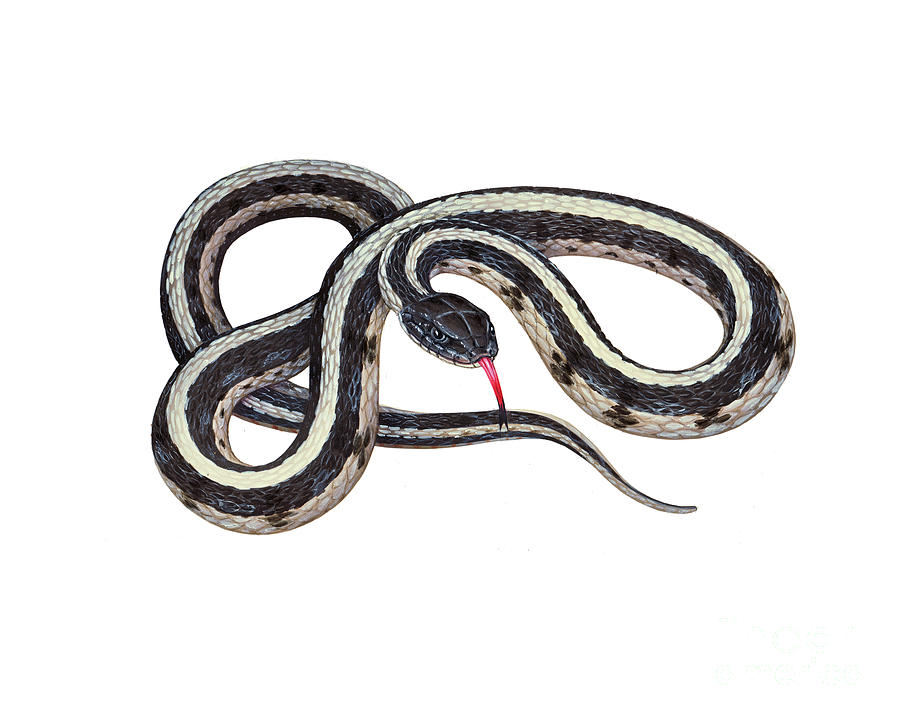 Common Garter Snake by Carlyn Iverson