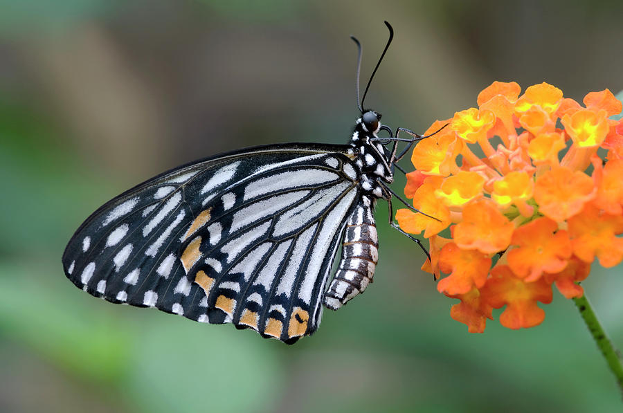 Common Mime Butterfly by Nigel Downer / Science Photo Library