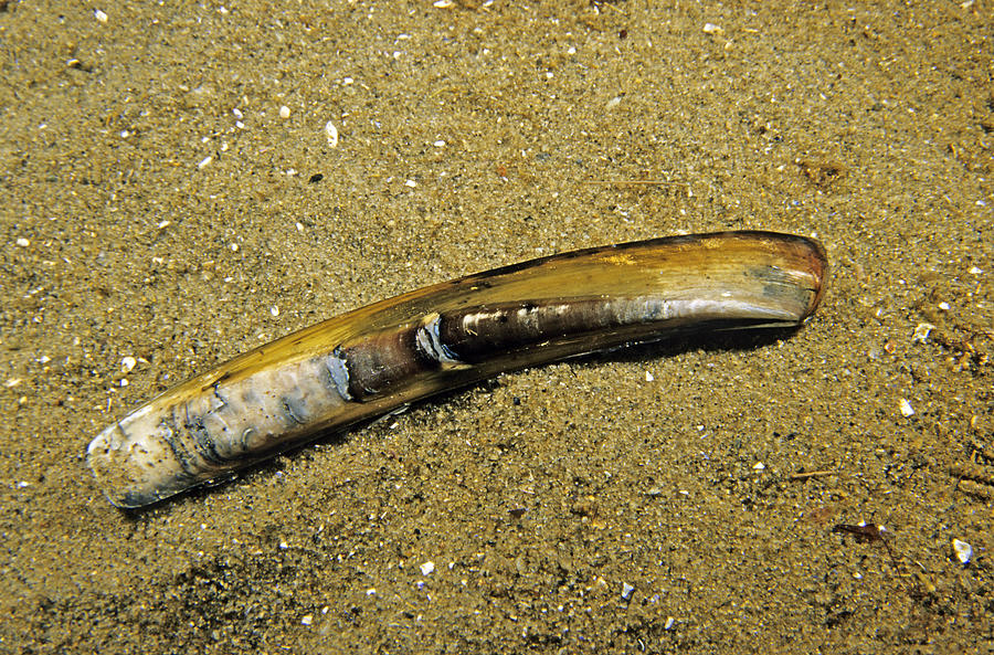Common Razor Clam by Andrew J. Martinez