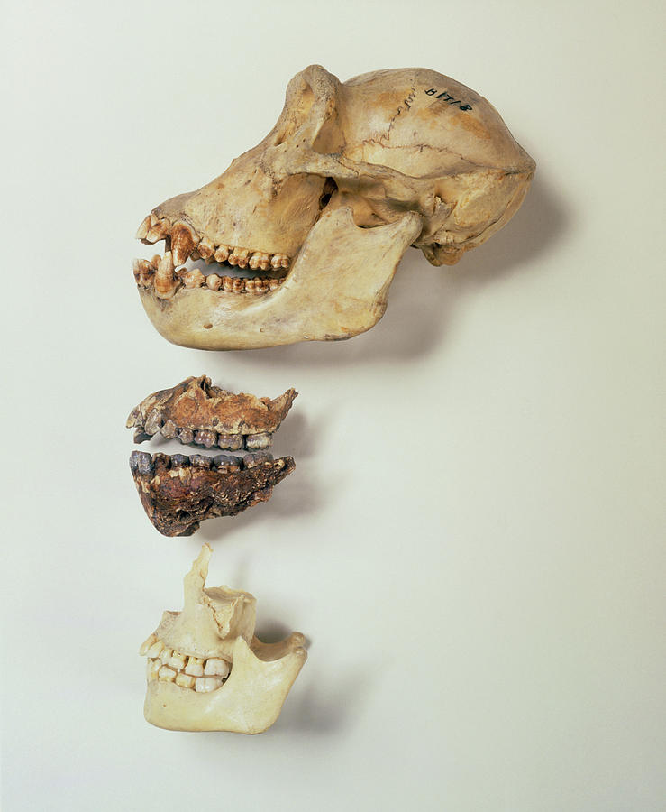 Comparison Of Jaw Bone Of Chimp by John Reader / Science Photo Library