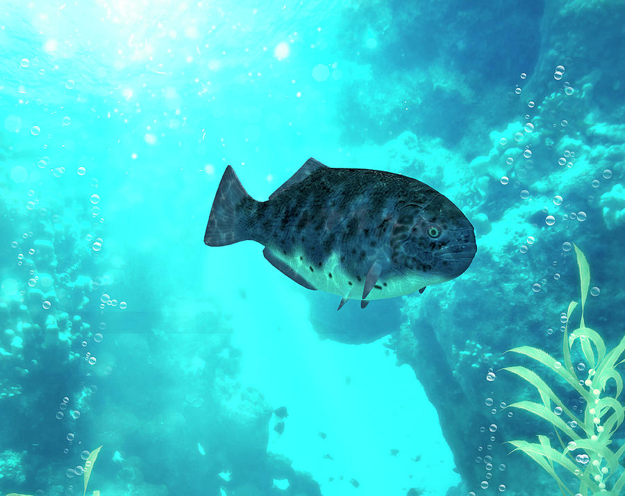 Dapedium Prehistoric Fish by Friedrich Saurer / Science Photo Library