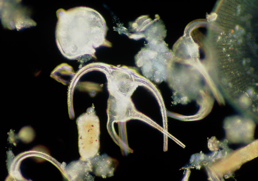 Dinoflagellata by Power And Syred / Science Photo Library