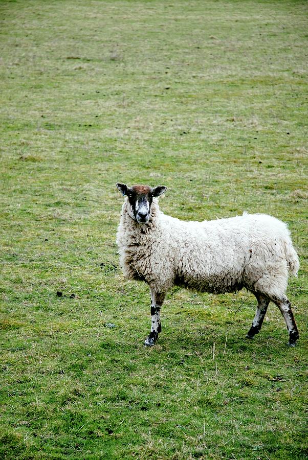 Domestic Sheep In A Field by Suzanne Grala / Science Photo Library