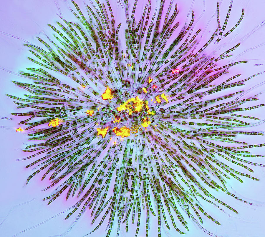 Draparnaldia Green Algae by Marek Mis / Science Photo Library