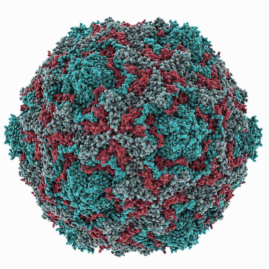 Echovirus 7 capsid, molecular model by Laguna Design / Science Photo ...