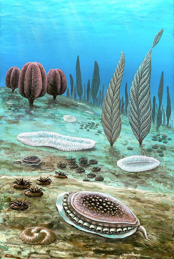 Ediacara White Sea Assemblages by Richard Bizley / Science Photo Library