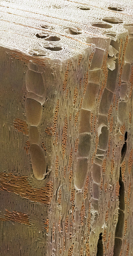 Elm Wood, Sem by Power And Syred / Science Photo Library