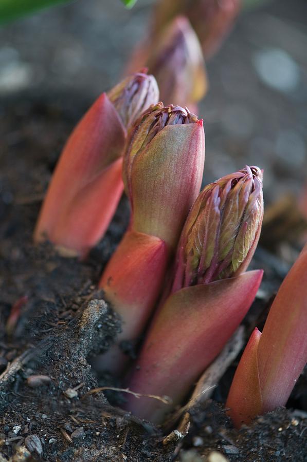 Emerging Peony (paeonia Lactiflora) Shoots by Maria Mosolova / Science ...