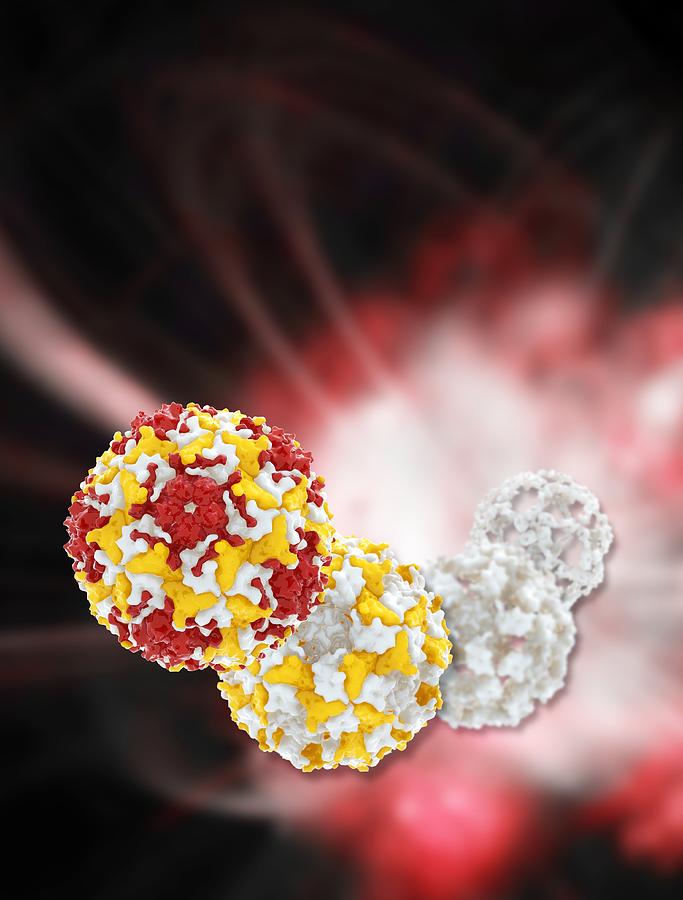 Enterovirus capsid proteins structure by Ramon Andrade 3Dciencia ...