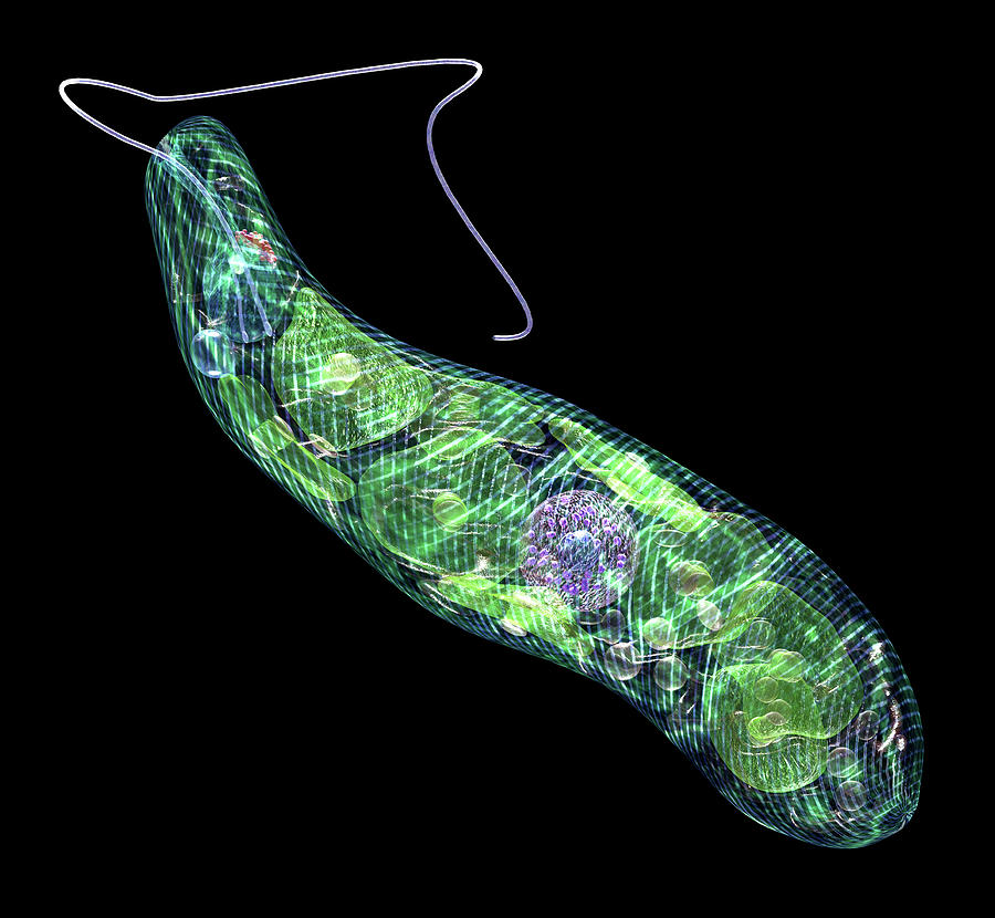 Euglena Flagellate Protozoan by Russell Kightley / Science Photo Library