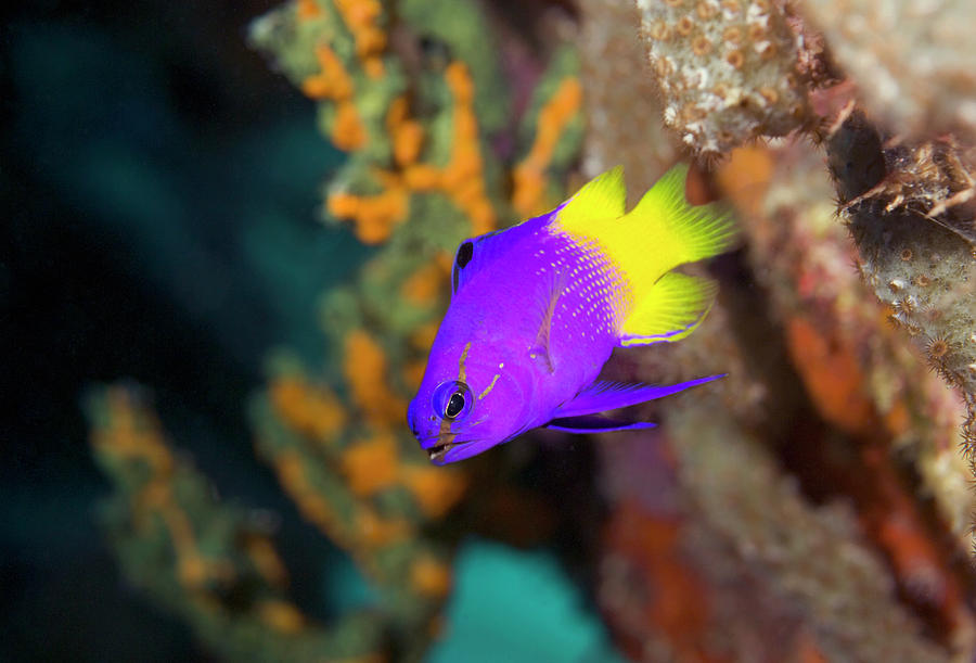 Fairy Basslet by Peter Scoones / Science Photo Library