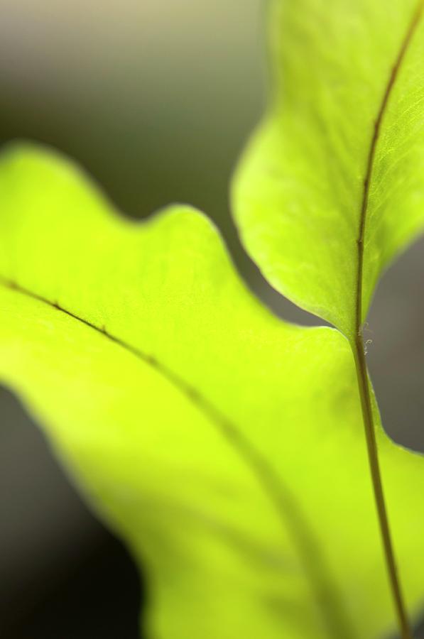 Fern Leaves by Maria Mosolova / Science Photo Library
