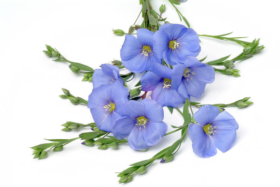 Flax Flowers (linus Usitatissimum) by Bildagentur-Online / Th Foto ...