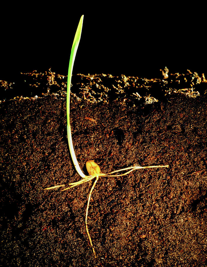 Germination Of Wheat by Adam Hart-Davis / Science Photo Library