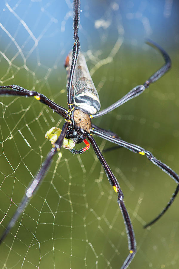 Giant Golden Orb Weaver Spider by Scubazoo / Science Photo Library