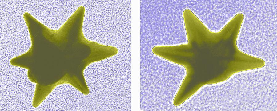 Gold Nanostars by National Institute Of Standards And Technology (Nist ...