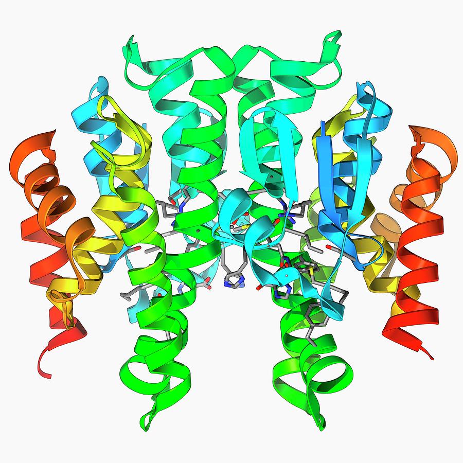Gst Enzyme Conferring Ddt Resistance by Laguna Design / Science Photo ...