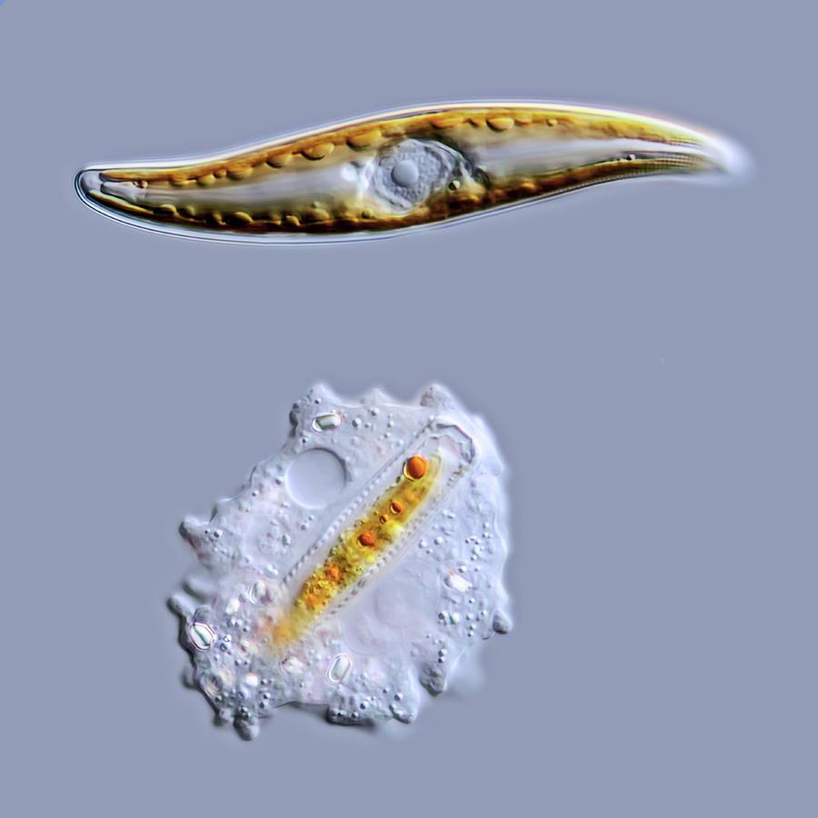 Gyrosigma Diatom by Gerd Guenther / Science Photo Library
