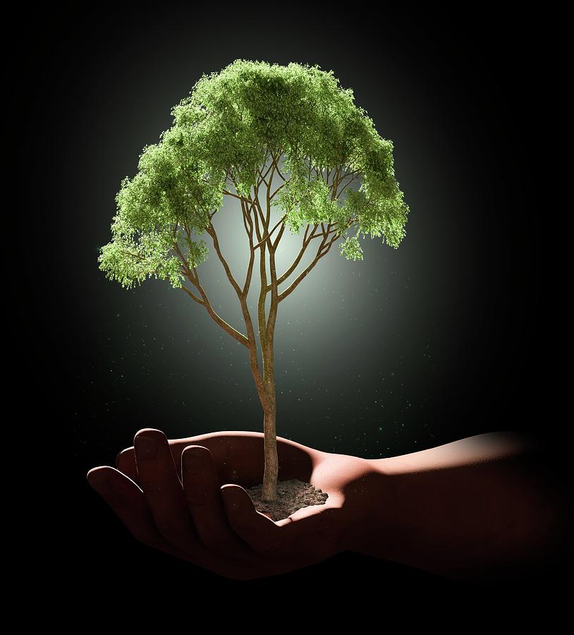 Hand Holding Tree by Andrzej Wojcicki / Science Photo Library