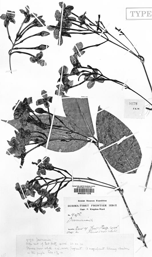 Himalayan species of Jasmin by "Natural History Museum, London ...